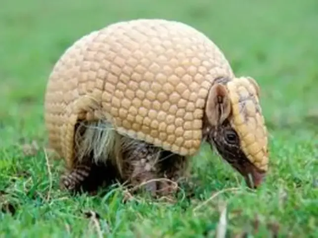 Tribuna do Norte - Mascotes do Mundial incluem a águia-careca, animal ...